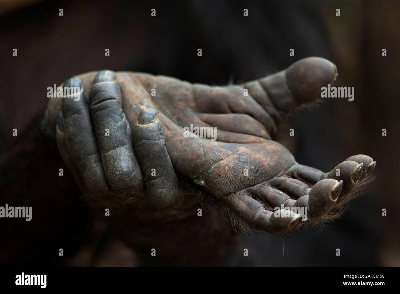Hand fuß schimpanse -Fotos und -Bildmaterial in hoher Auflösung – Alamy