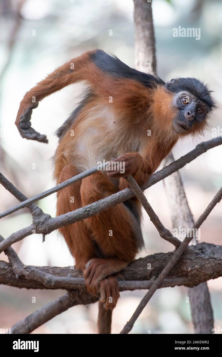 Procolobus badius temmincki -Fotos und -Bildmaterial in hoher Auflösung ...