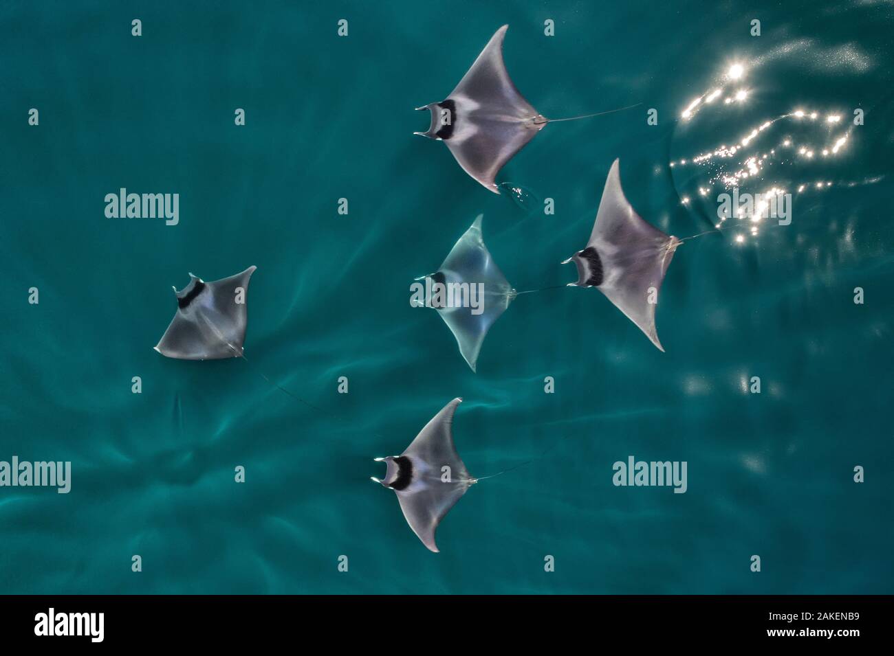 Mobula strahlt baja california aus -Fotos und -Bildmaterial in hoher ...