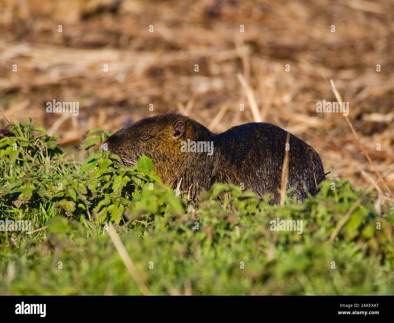 Nutria nahaufnahme -Fotos und -Bildmaterial in hoher Auflösung – Alamy