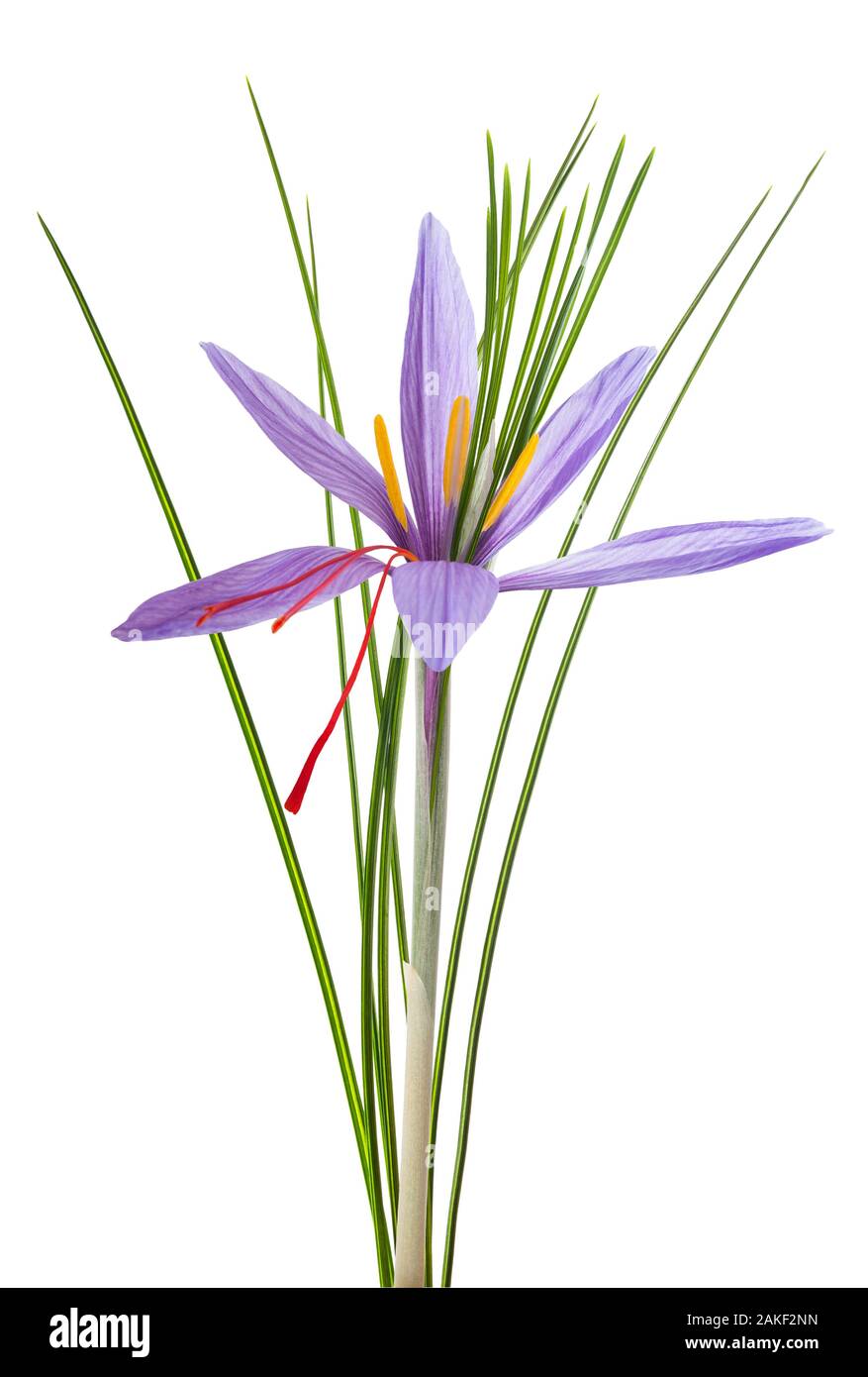 Safran kopf -Fotos und -Bildmaterial in hoher Auflösung – Alamy