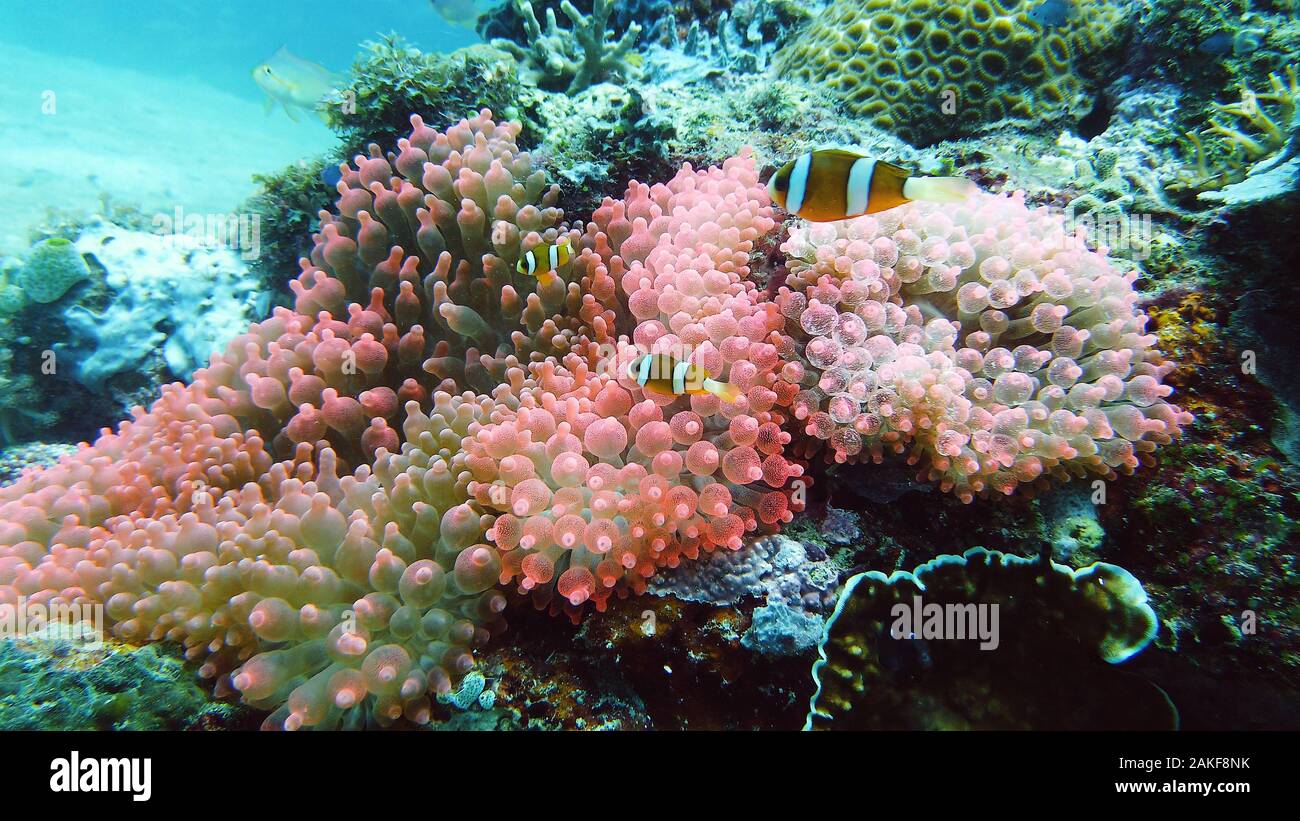 Clownfische und Seeanemonen, natürliche Symbiose. Coral Reef mit den ...