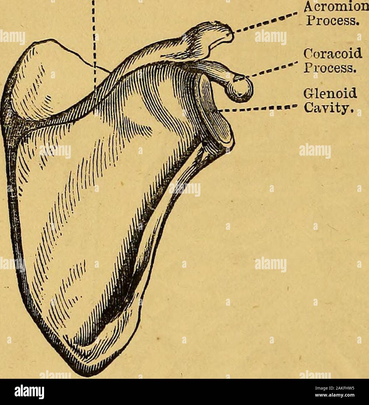 Scapula animal -Fotos und -Bildmaterial in hoher Auflösung – Alamy