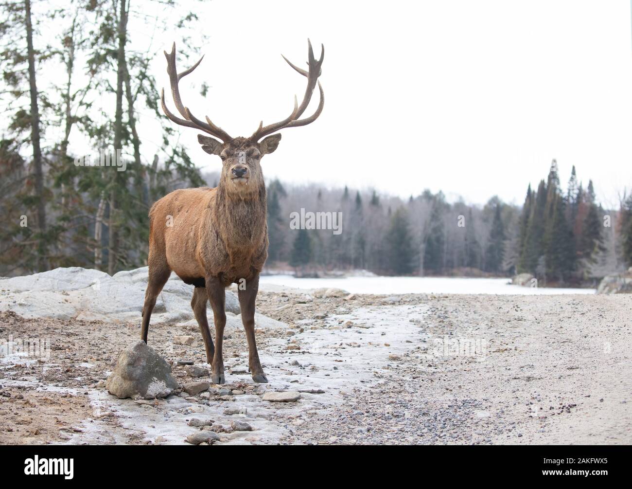 Stier Hirsche Stockfotos und -bilder Kaufen - Alamy