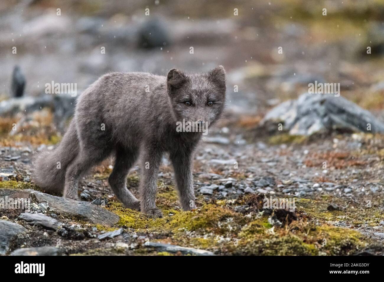 Blaufuchs fell -Fotos und -Bildmaterial in hoher Auflösung – Alamy