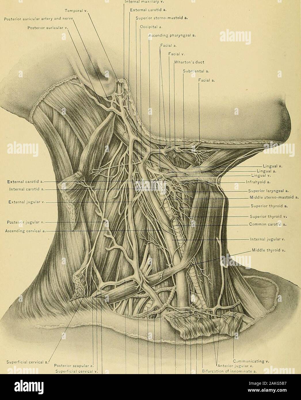 Arteria suprascapularis -Fotos und -Bildmaterial in hoher Auflösung – Alamy