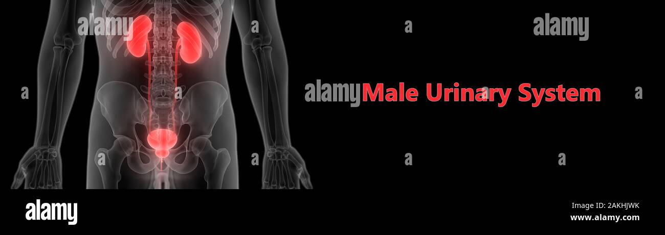 Menschlichen Harnwege Anatomie Stockfotografie - Alamy