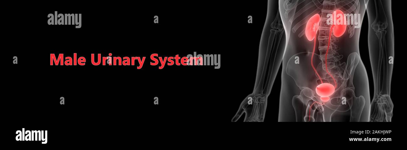 Menschlichen Harnwege Anatomie Stockfotografie - Alamy
