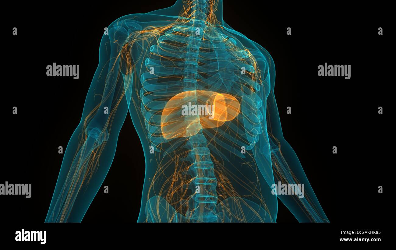 Menschliche interne Digestive Organ Leber Anatomie Stockfotografie - Alamy