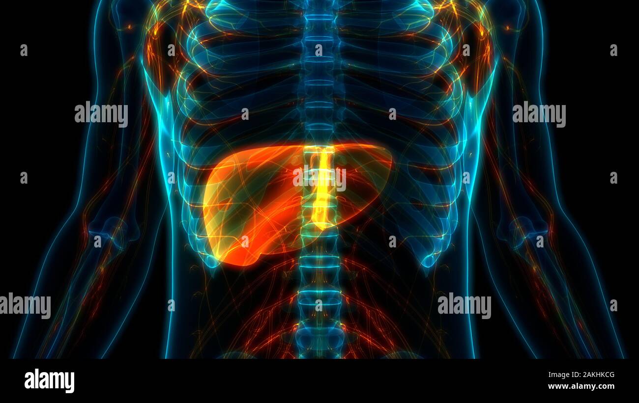Menschliche interne Digestive Organ Leber Anatomie Stockfotografie - Alamy