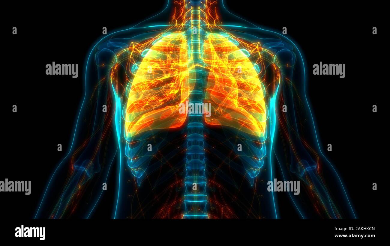 Menschliche Atmungssystem Lungen Anatomie Stockfotografie - Alamy