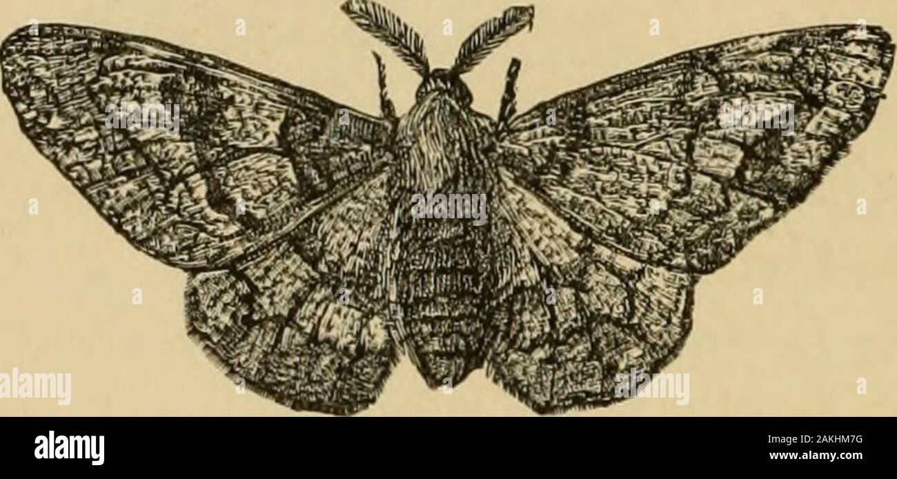 Chrysalis fruits -Fotos und -Bildmaterial in hoher Auflösung – Alamy