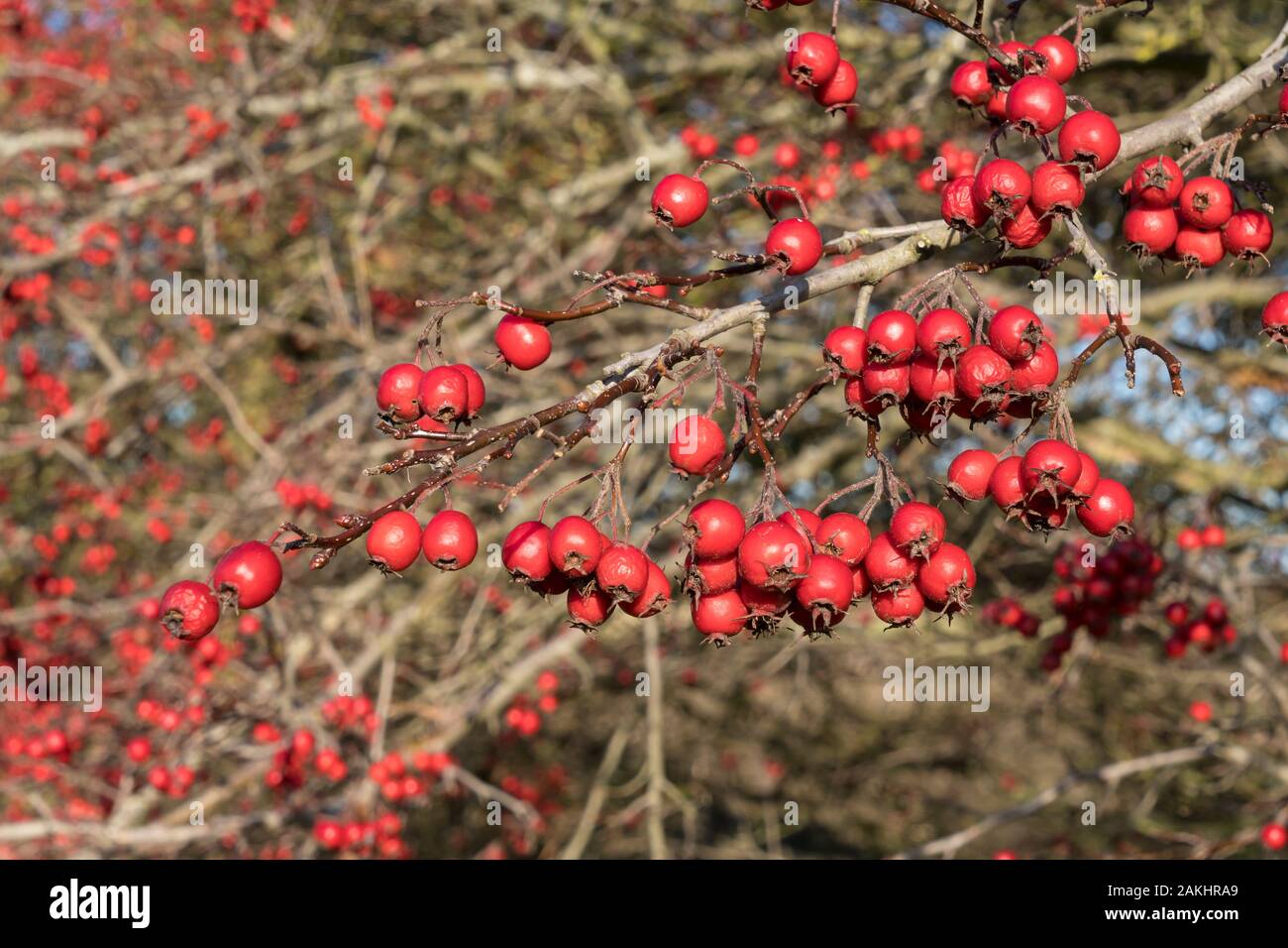Thorn berry -Fotos und -Bildmaterial in hoher Auflösung – Alamy
