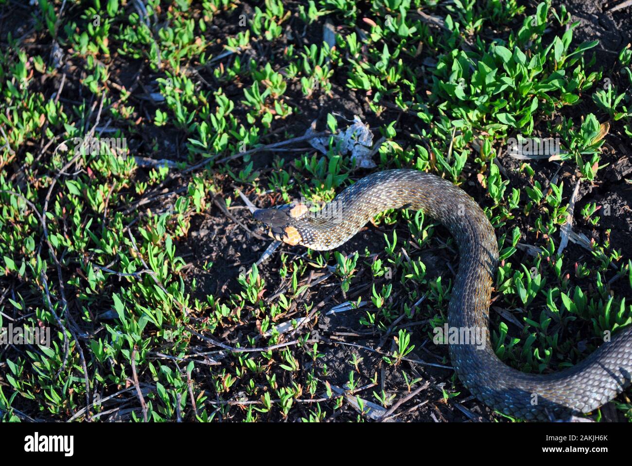 Die Ringelnatter (Natrix natrix, beringt werden, Schlange ...