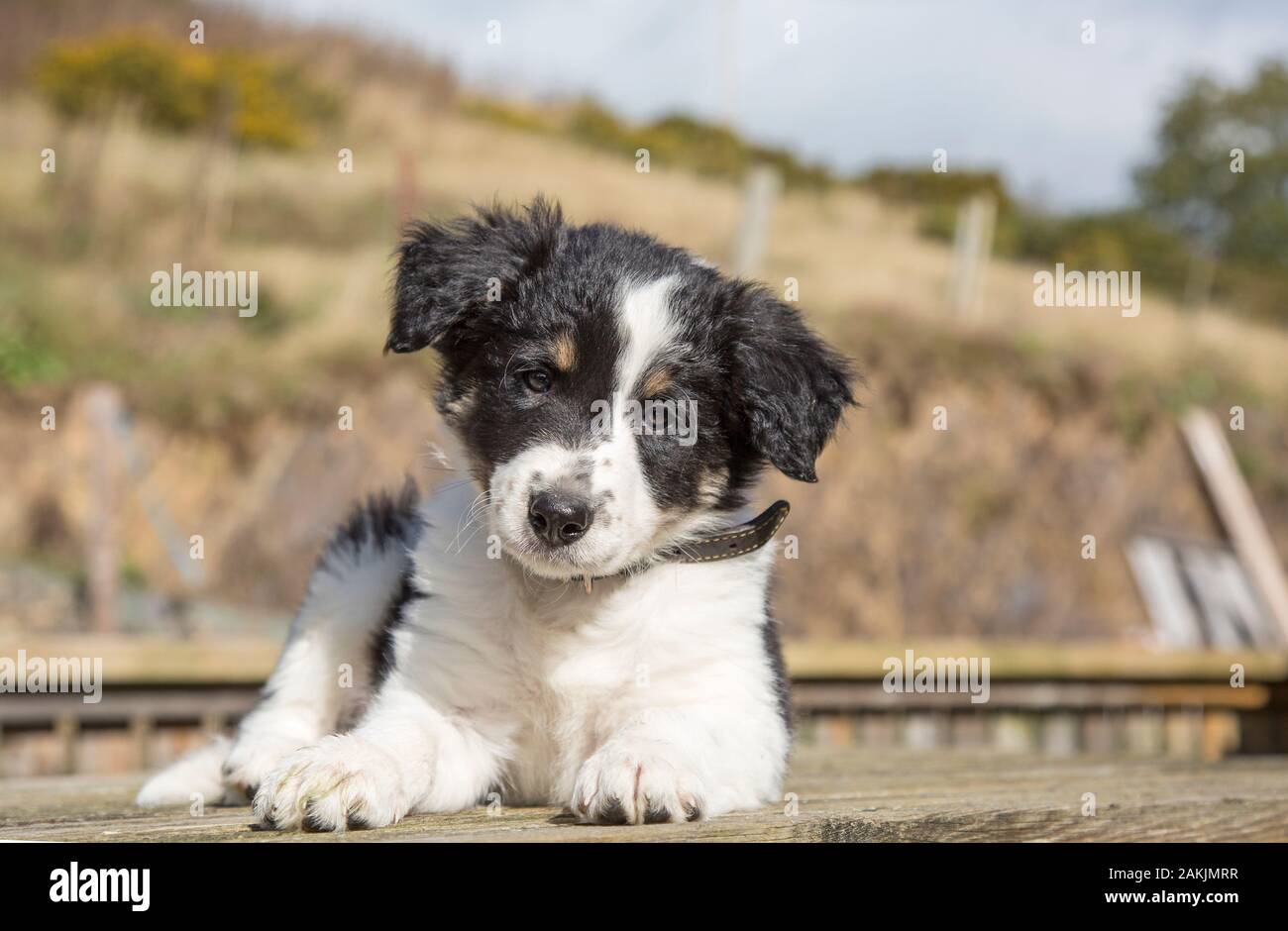 Süße Border Collie Welpen Posing Stockfotografie - Alamy