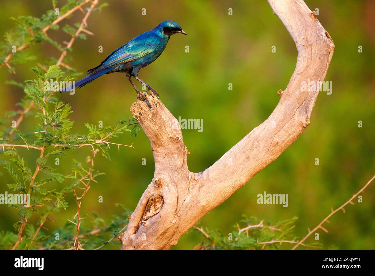 Agelastes meleagrides -Fotos und -Bildmaterial in hoher Auflösung – Alamy