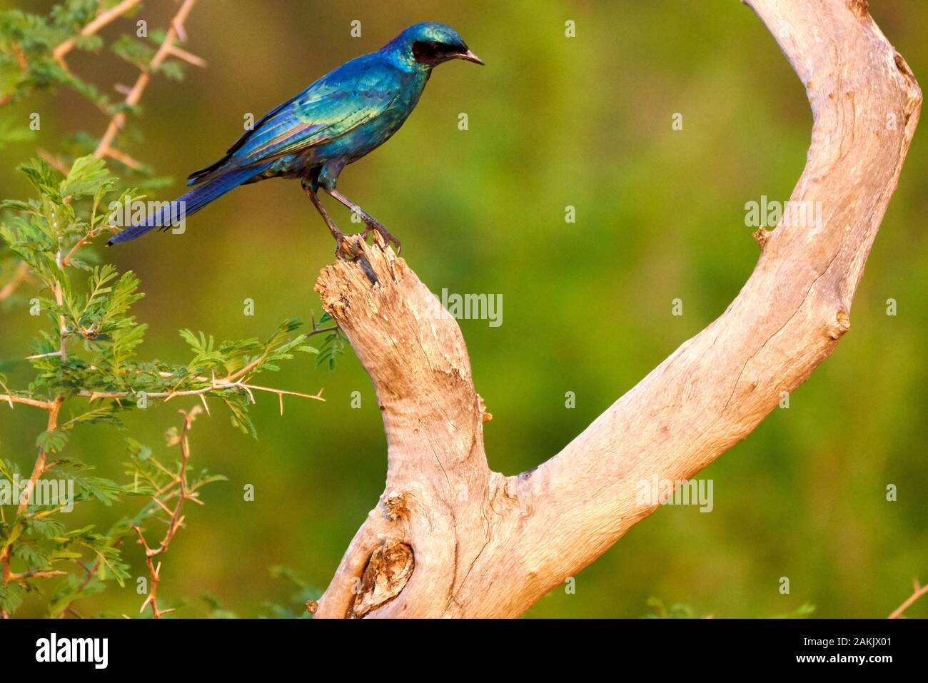Agelastes meleagrides -Fotos und -Bildmaterial in hoher Auflösung – Alamy