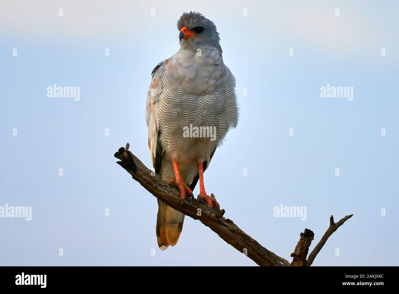Agelastes meleagrides -Fotos und -Bildmaterial in hoher Auflösung – Alamy