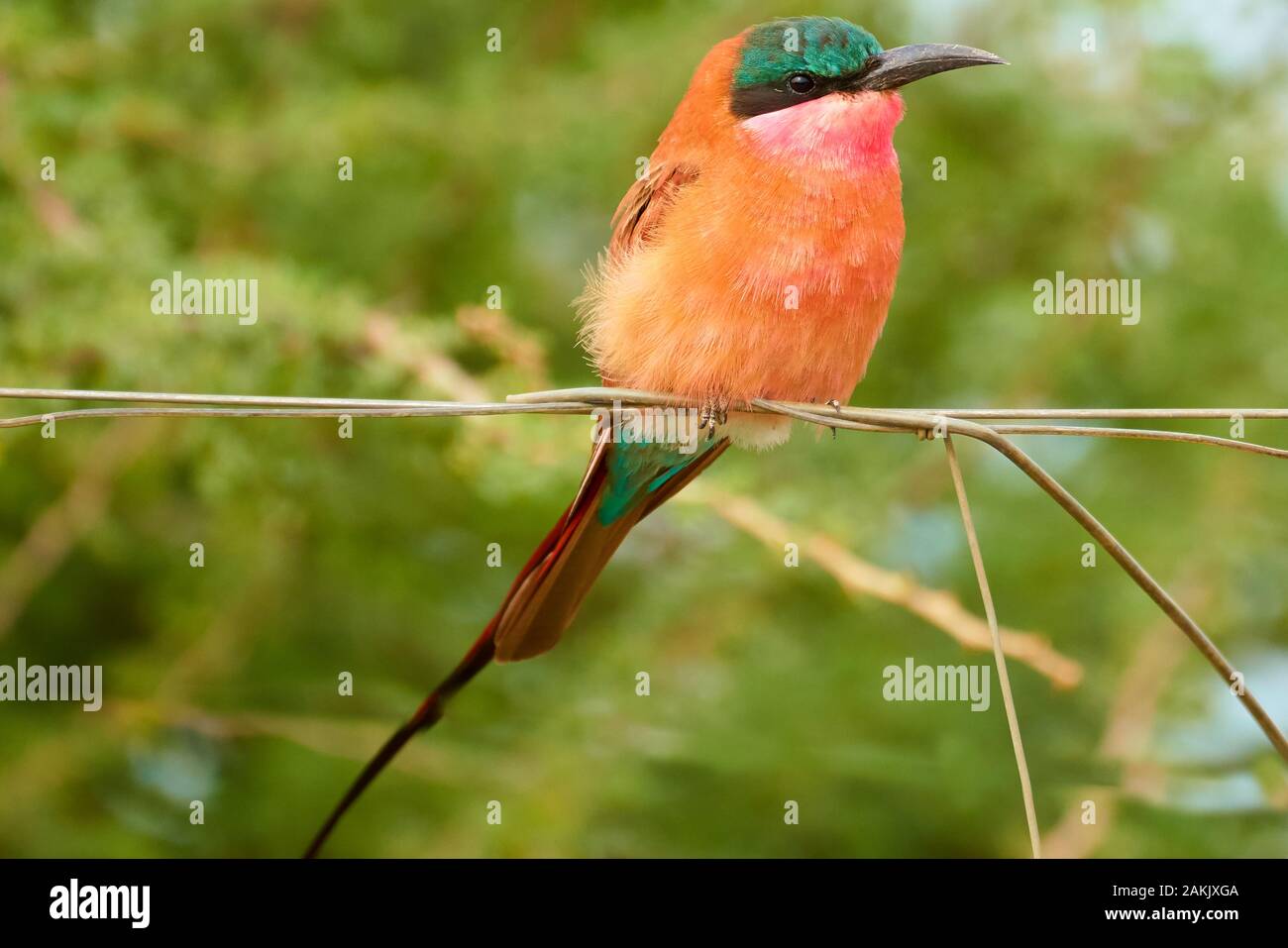 Agelastes meleagrides -Fotos und -Bildmaterial in hoher Auflösung – Alamy