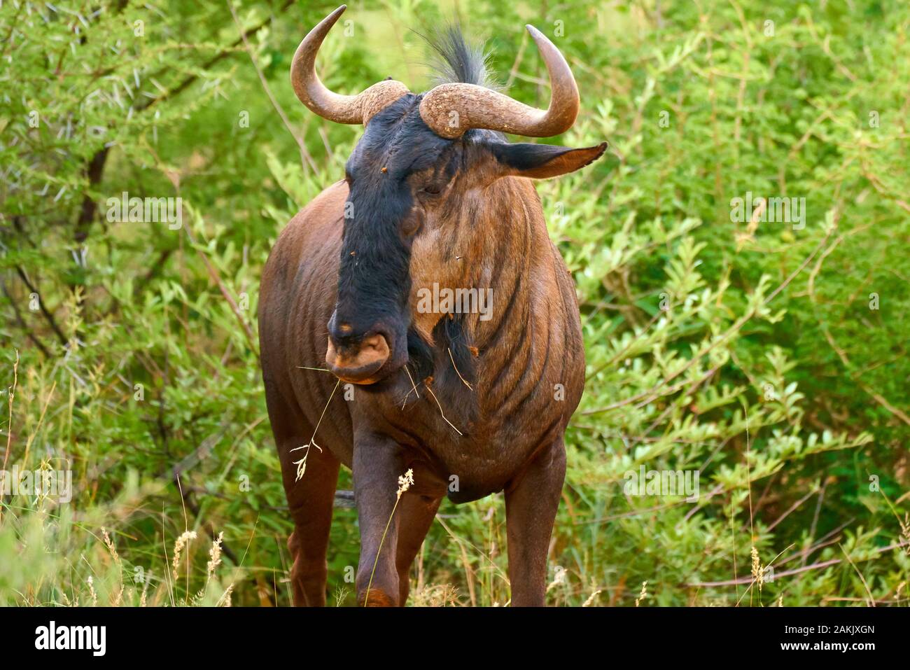 Agelastes meleagrides -Fotos und -Bildmaterial in hoher Auflösung – Alamy