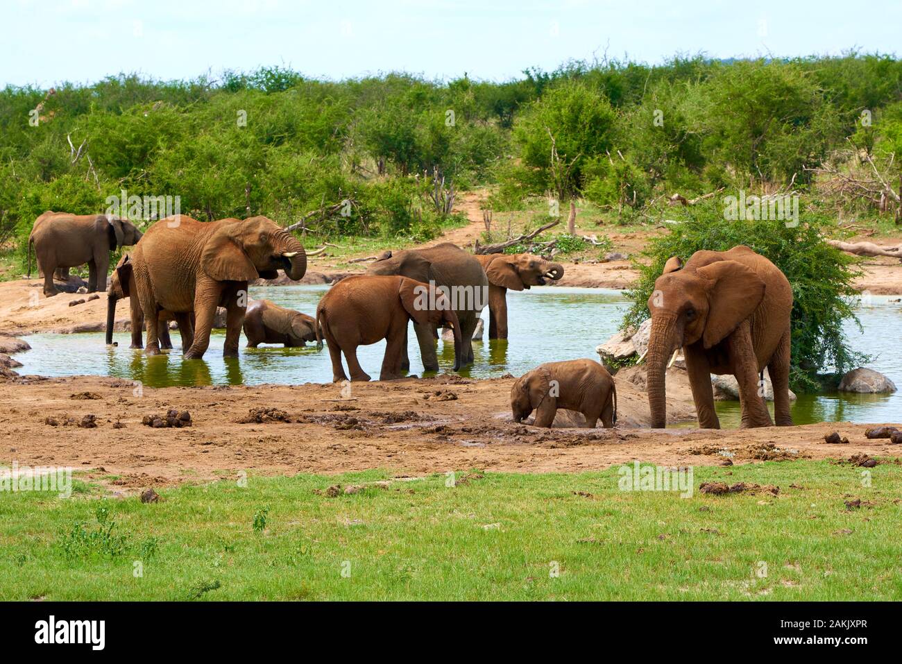 Agelastes meleagrides -Fotos und -Bildmaterial in hoher Auflösung – Alamy