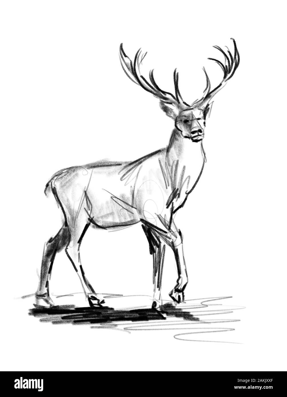 Hirsch mit gras Ausgeschnittene Stockfotos und -bilder - Alamy