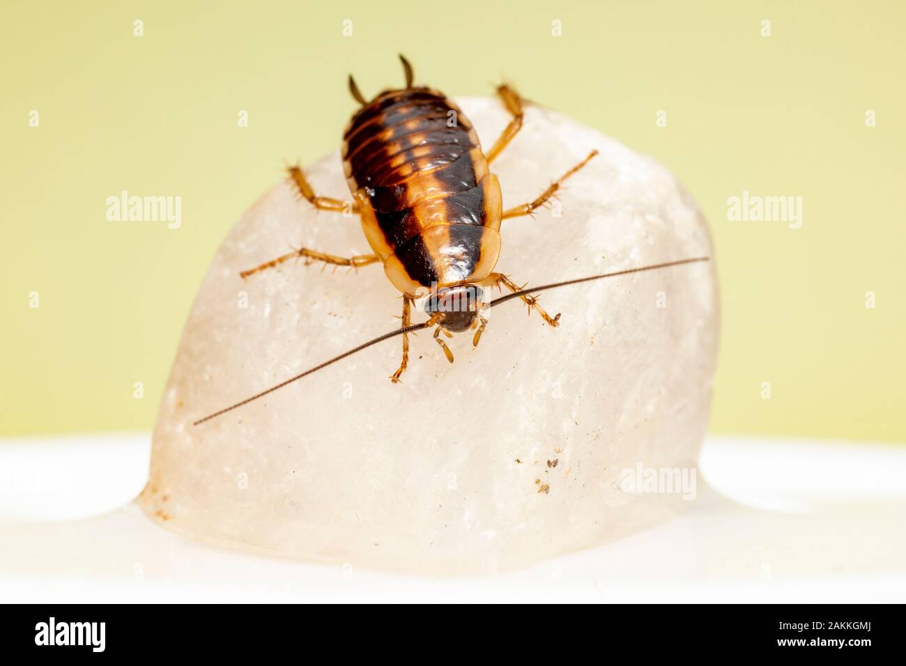 Blattella germanica -Fotos und -Bildmaterial in hoher Auflösung – Alamy