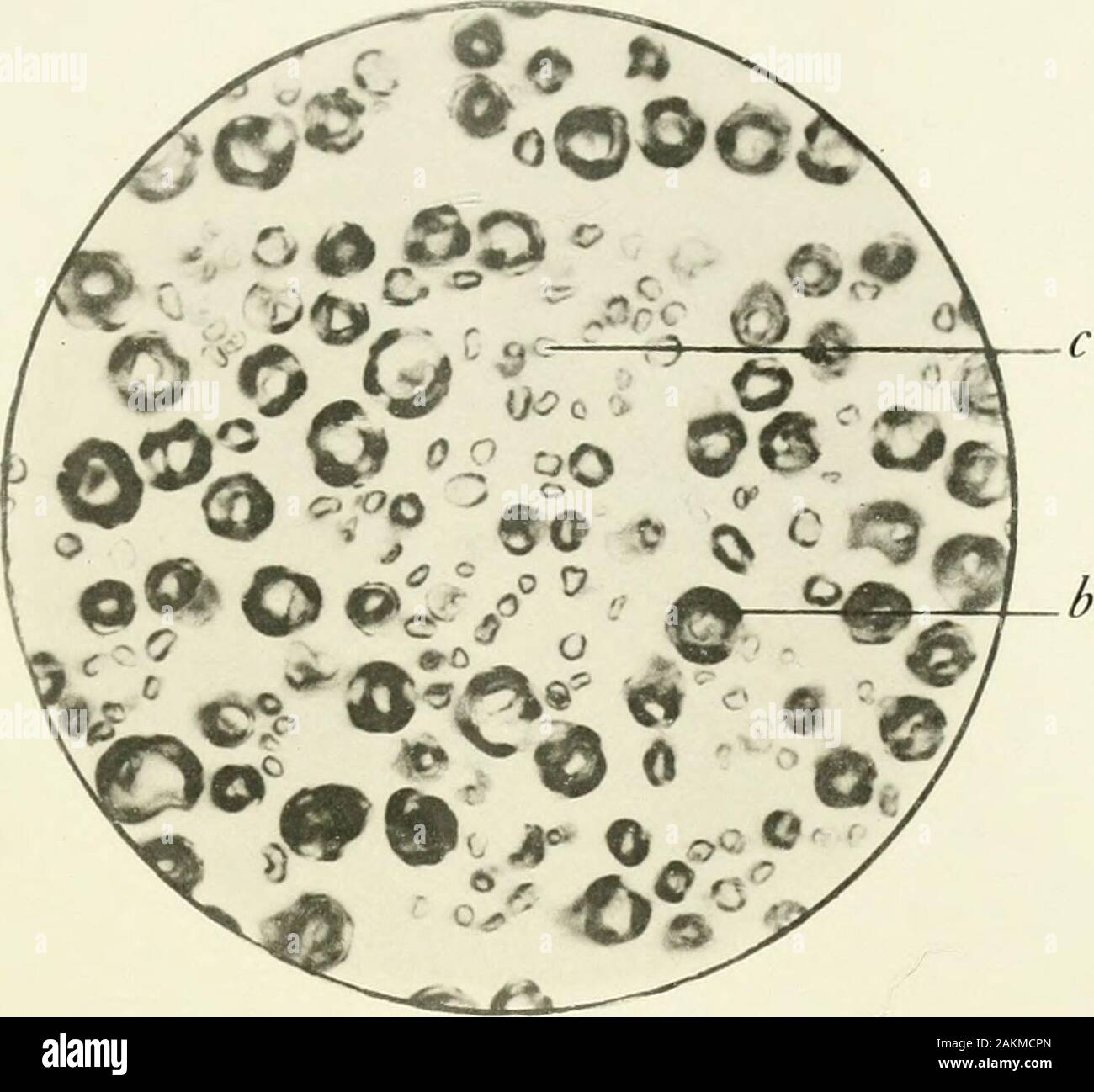 Das amerikanische Journal der Anatomie. THli A. MEUICA. N JOUltNAl-Ol A ...