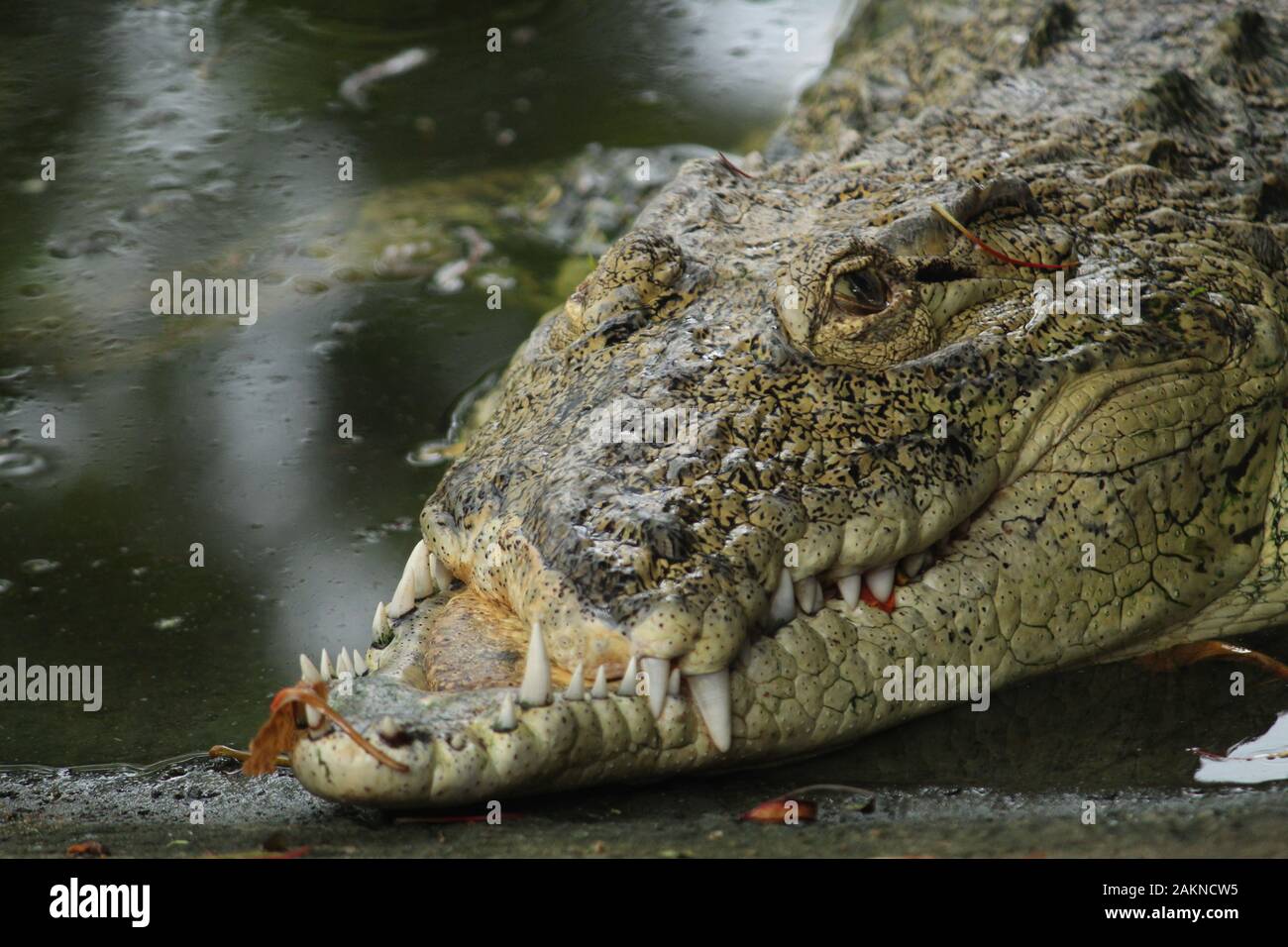 Krokodile leben -Fotos und -Bildmaterial in hoher Auflösung – Alamy
