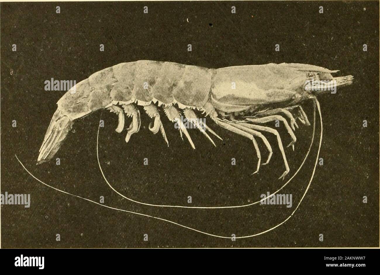 Leitfaden für die Krebstiere, Spinnen, Onychophora und Myriopoda in der ...