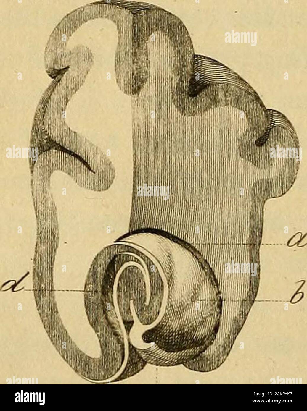 Umrisse der menschlichen Physiologie. Der Ventrikel im Gehirn. Ihre ...