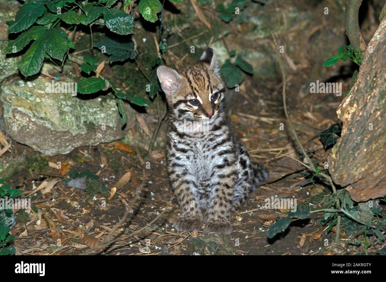 Baby ozelot -Fotos und -Bildmaterial in hoher Auflösung – Alamy