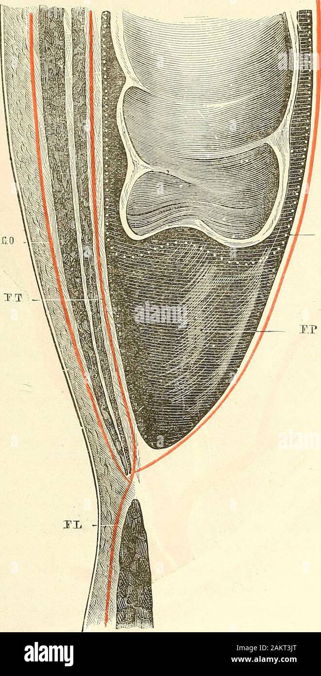 Fascia transversalis -Fotos und -Bildmaterial in hoher Auflösung – Alamy