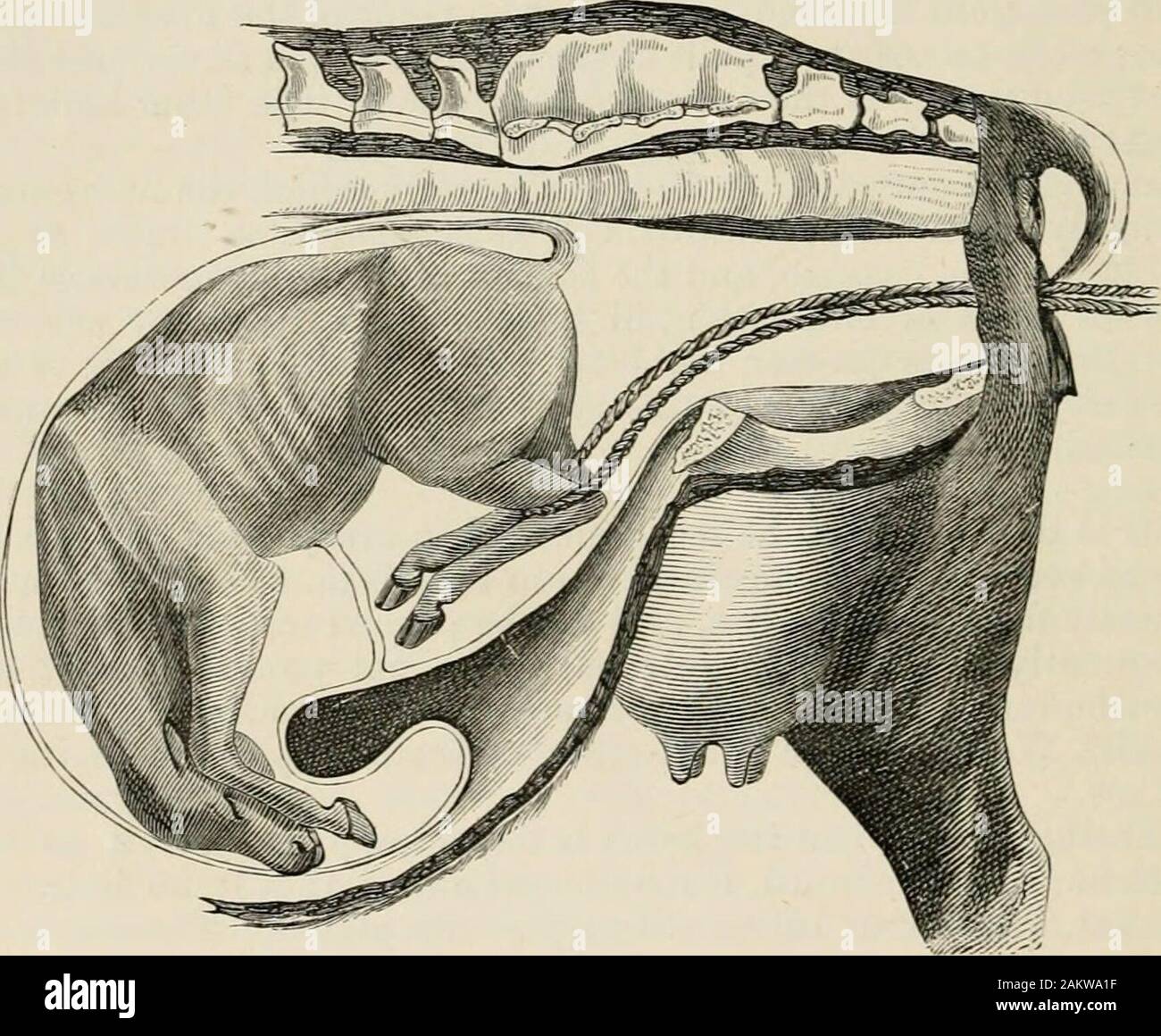 Zum oberschenkel aufteilen -Fotos und -Bildmaterial in hoher Auflösung ...