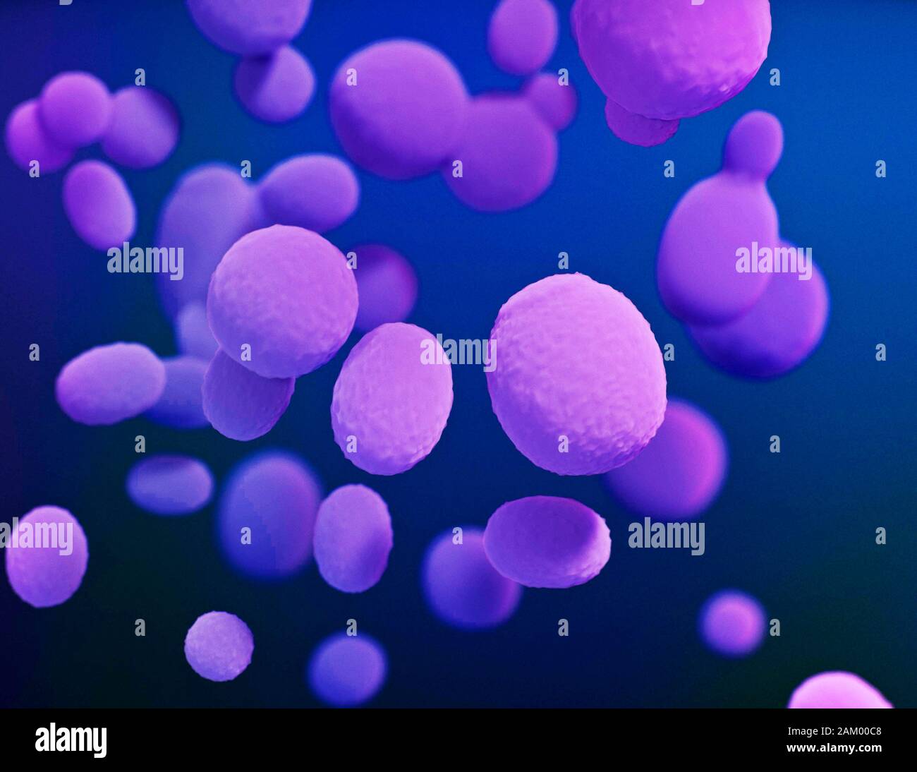 Medizinische Mykologie Stockfotos und -bilder Kaufen - Alamy