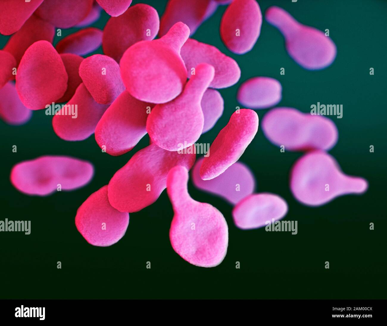 Mykoplasma Genitalium Bakterien, Abbildung Stockfotografie - Alamy