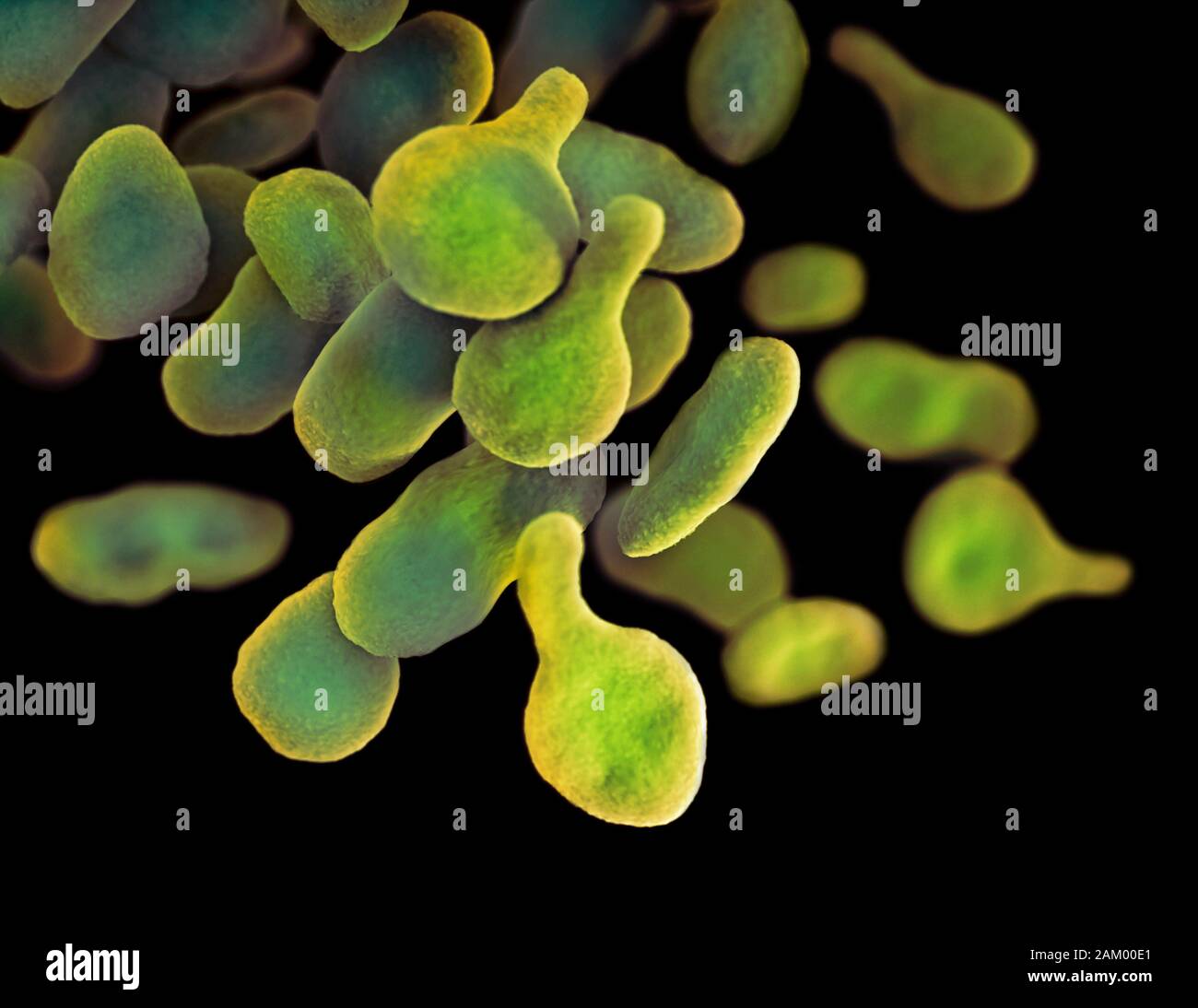 Mycoplasma genitalium -Fotos und -Bildmaterial in hoher Auflösung – Alamy