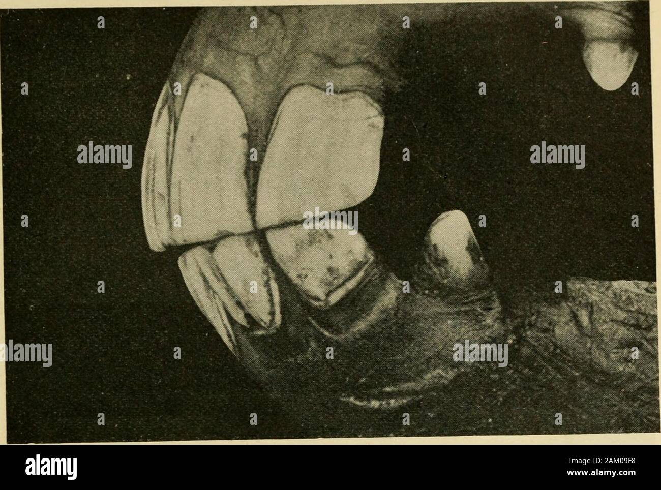 Veterinär Hinweise für Pferdebesitzer: Handbuch Pferd der Medizin und ...