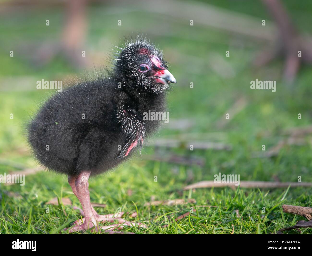Pukeko wildtiere -Fotos und -Bildmaterial in hoher Auflösung – Alamy