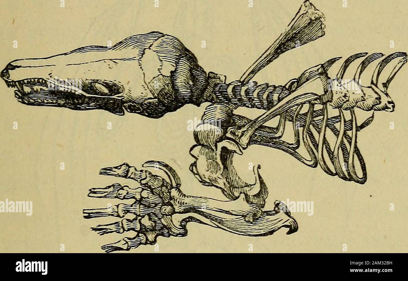 Die Hand: den Mechanismus und vitale Stiftungen, wie evincing Design ...