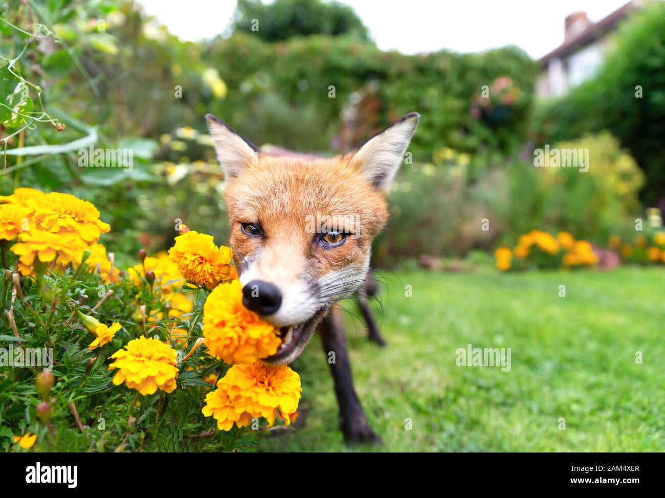 Lustiger fuchs -Fotos und -Bildmaterial in hoher Auflösung – Alamy