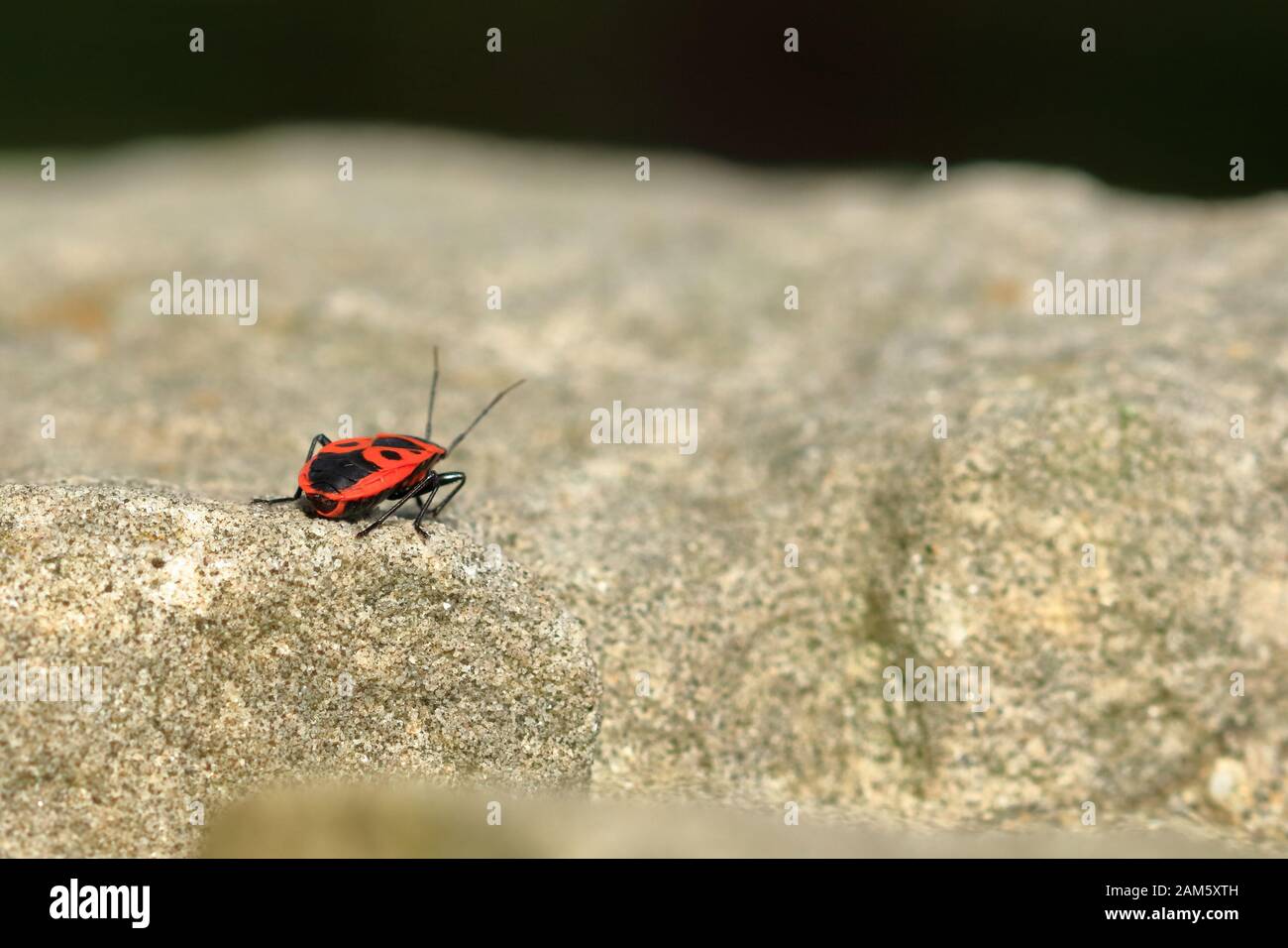 Schwarze Punkte Stockfotos und -bilder Kaufen - Seite 2 - Alamy