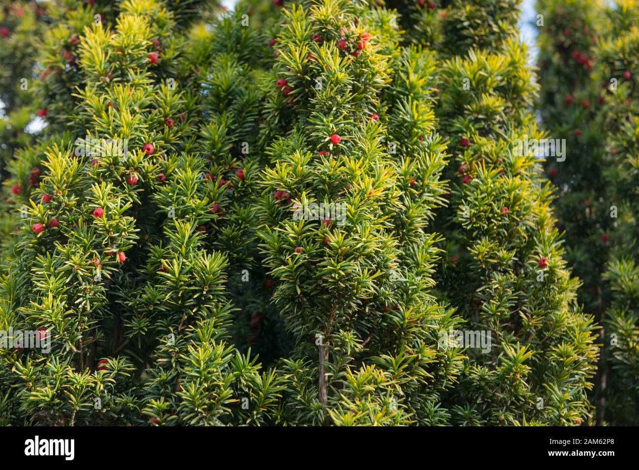 Dichter strauch roth -Fotos und -Bildmaterial in hoher Auflösung – Alamy