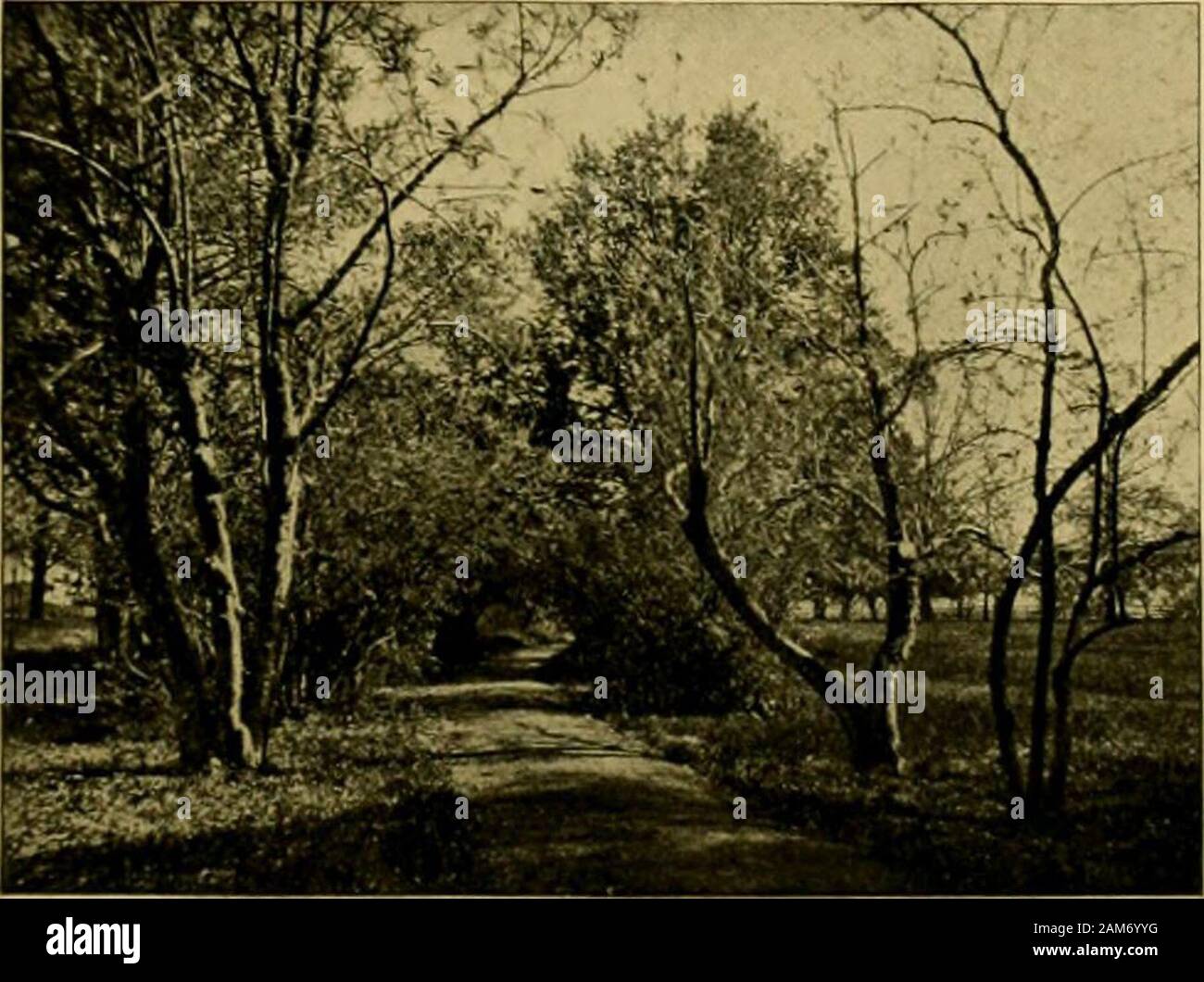 Die Aufzeichnung der Klasse von 1914. Clubs wiederbelebt wurden und Bob ...