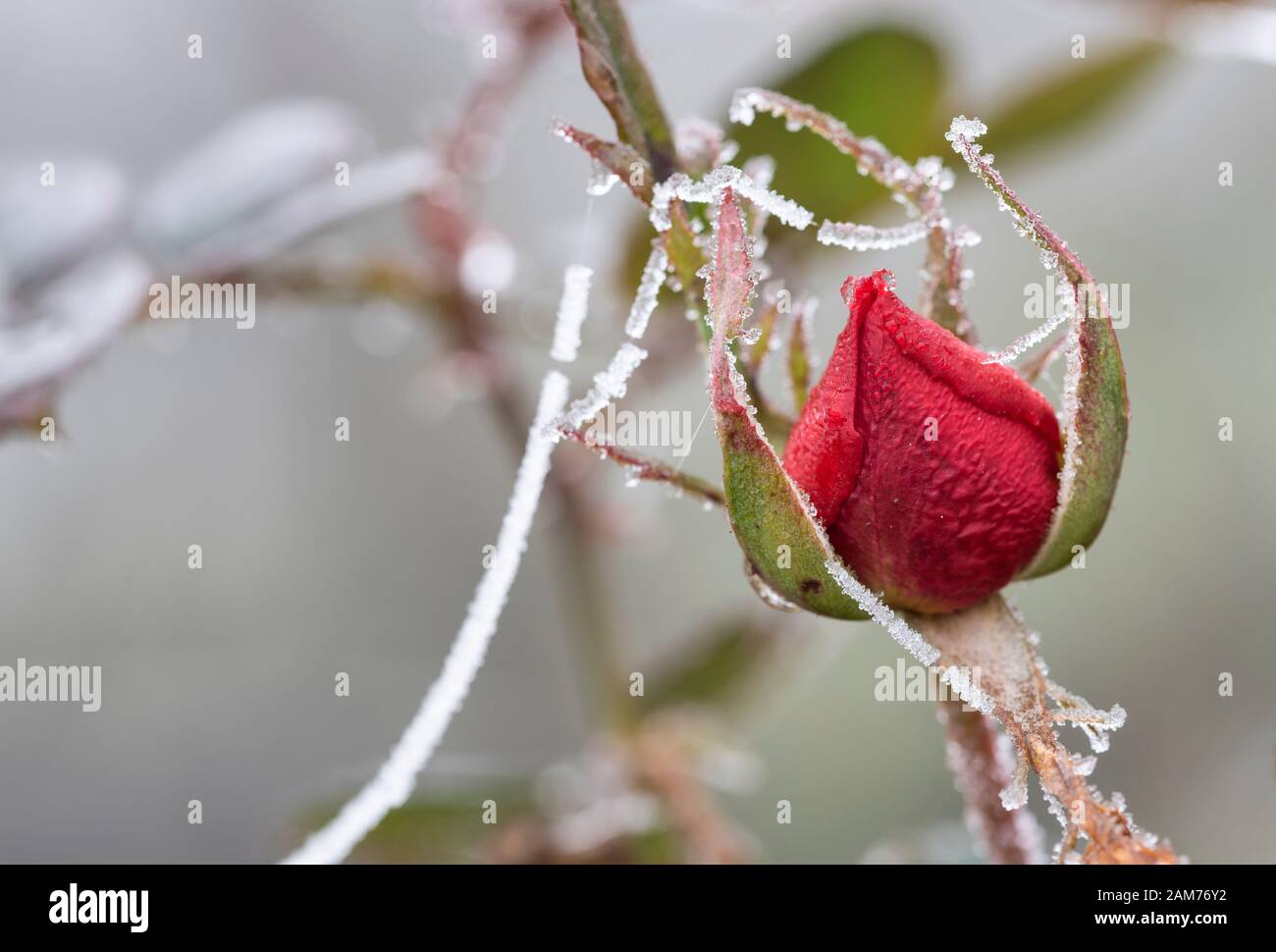 Gefrorene rose -Fotos und -Bildmaterial in hoher Auflösung – Alamy