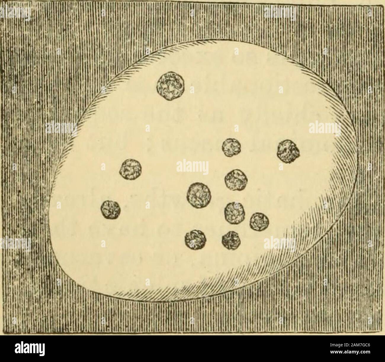 Handbuch der pathologischen Anatomie. ing eine größere Größe in ...