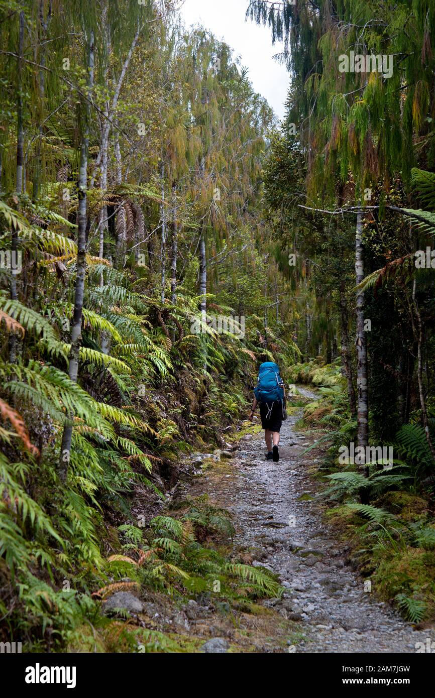 Neuseeland rimu -Fotos und -Bildmaterial in hoher Auflösung – Alamy