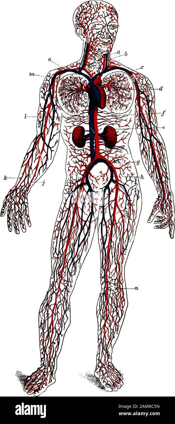 Beinarterien anatomie -Fotos und -Bildmaterial in hoher Auflösung – Alamy