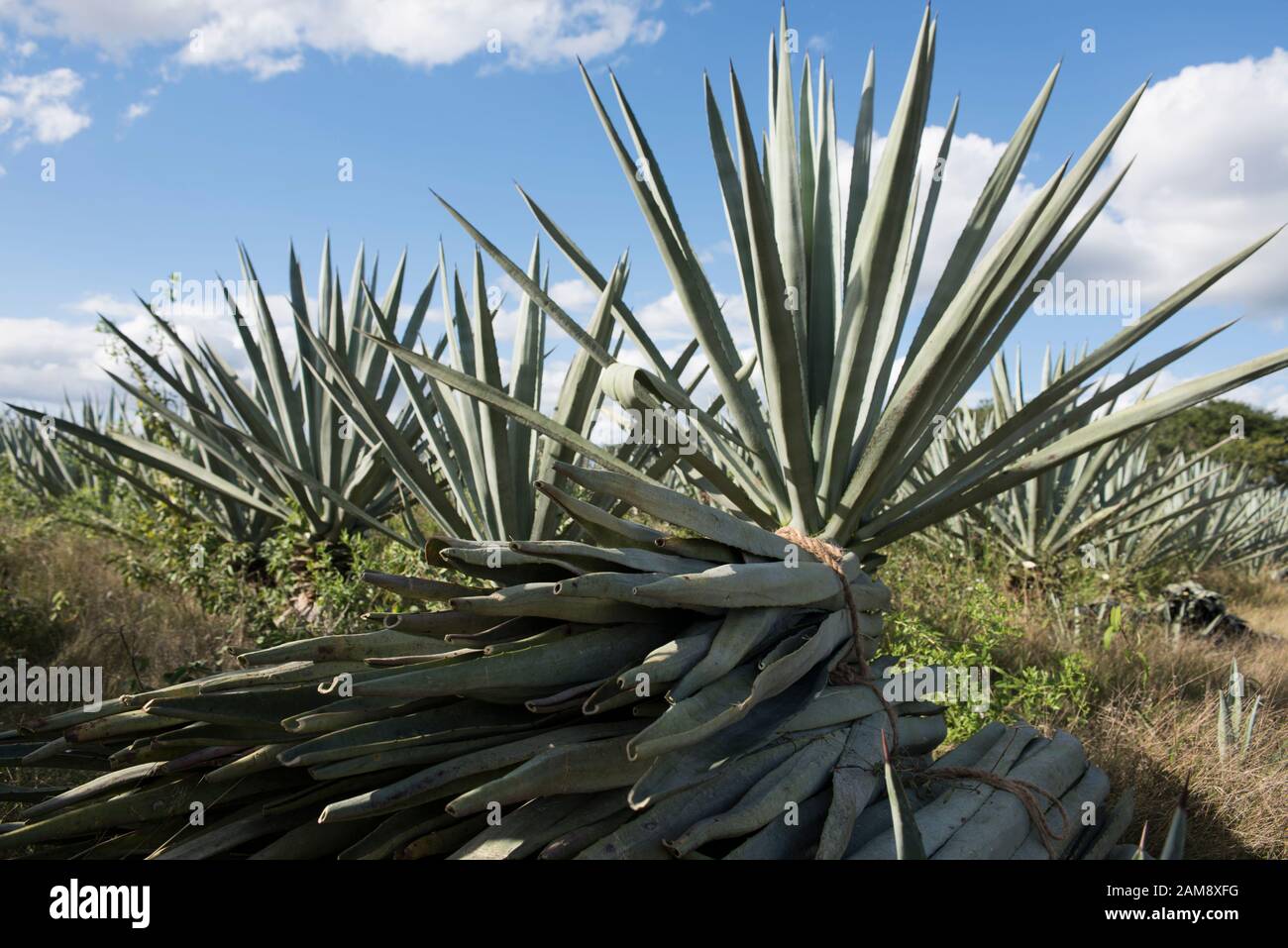 Sisal Farm Stockfotos und -bilder Kaufen - Alamy