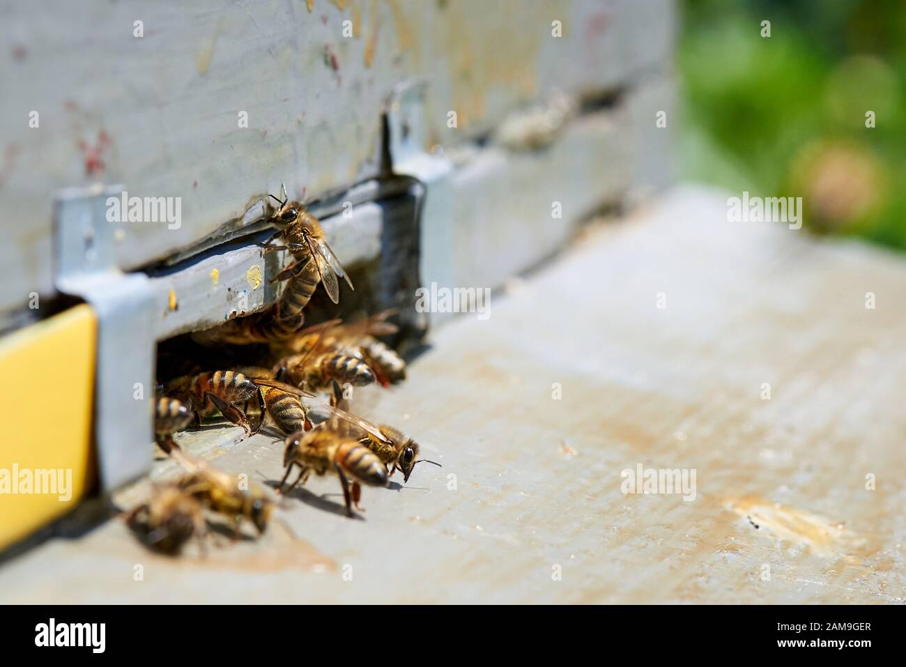 Biene Mit Honig Stockfotos und -bilder Kaufen - Alamy